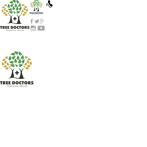 How to Grow and Care for River Birch Trees. Guide | Tree Doctors Inc.